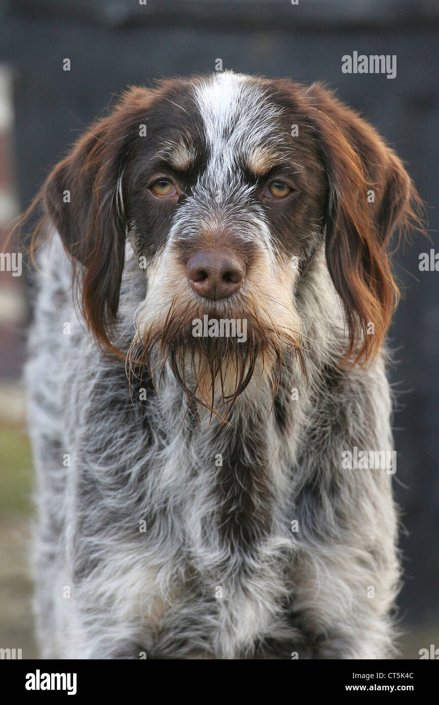 DOG, WIREHAIRED POINTING GRIFFON Stock Photo - Alamy