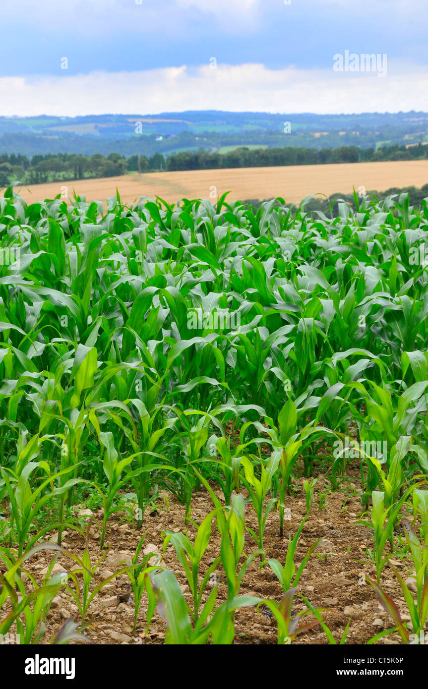 Cultured corn hi-res stock photography and images - Alamy