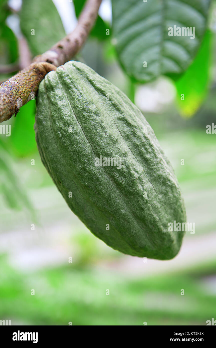 Cacao chocolate nut tree theobroma hi-res stock photography and images ...