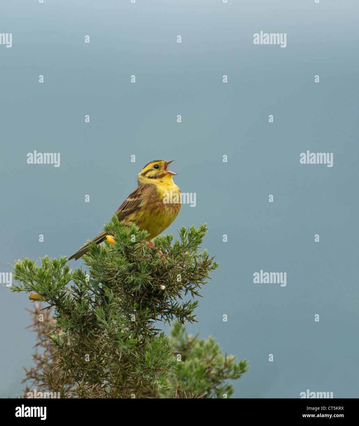 MALE YELLOWHAMMER EMBERIZA CITRINELLA SINGS ON GORSE. Ulex europaeus ...