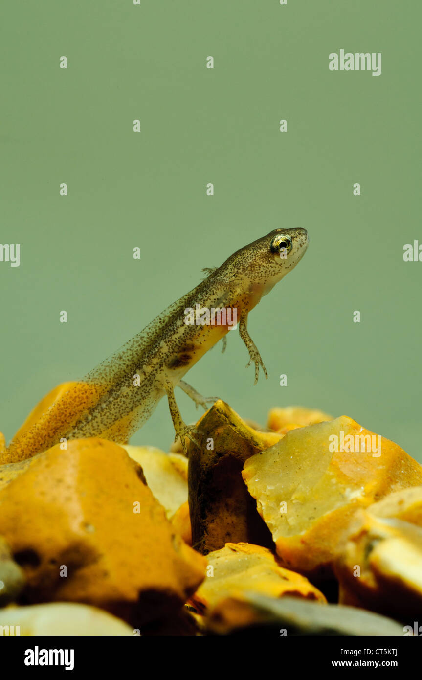 The larva of a palmate newt (Lissotriton helveticus) photographed in an ...