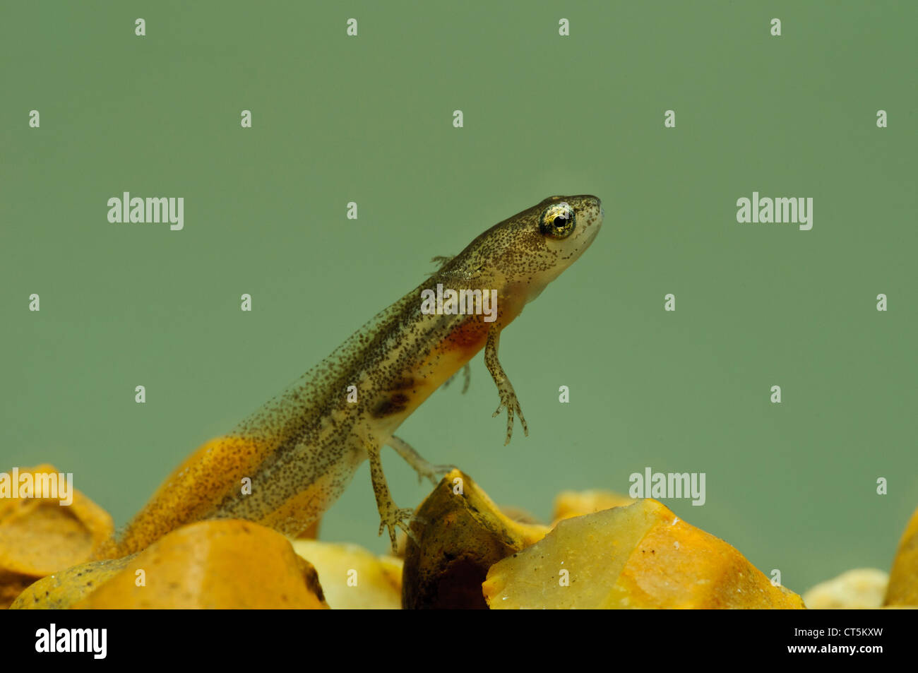 The larva of a palmate newt (Lissotriton helveticus) photographed in an ...