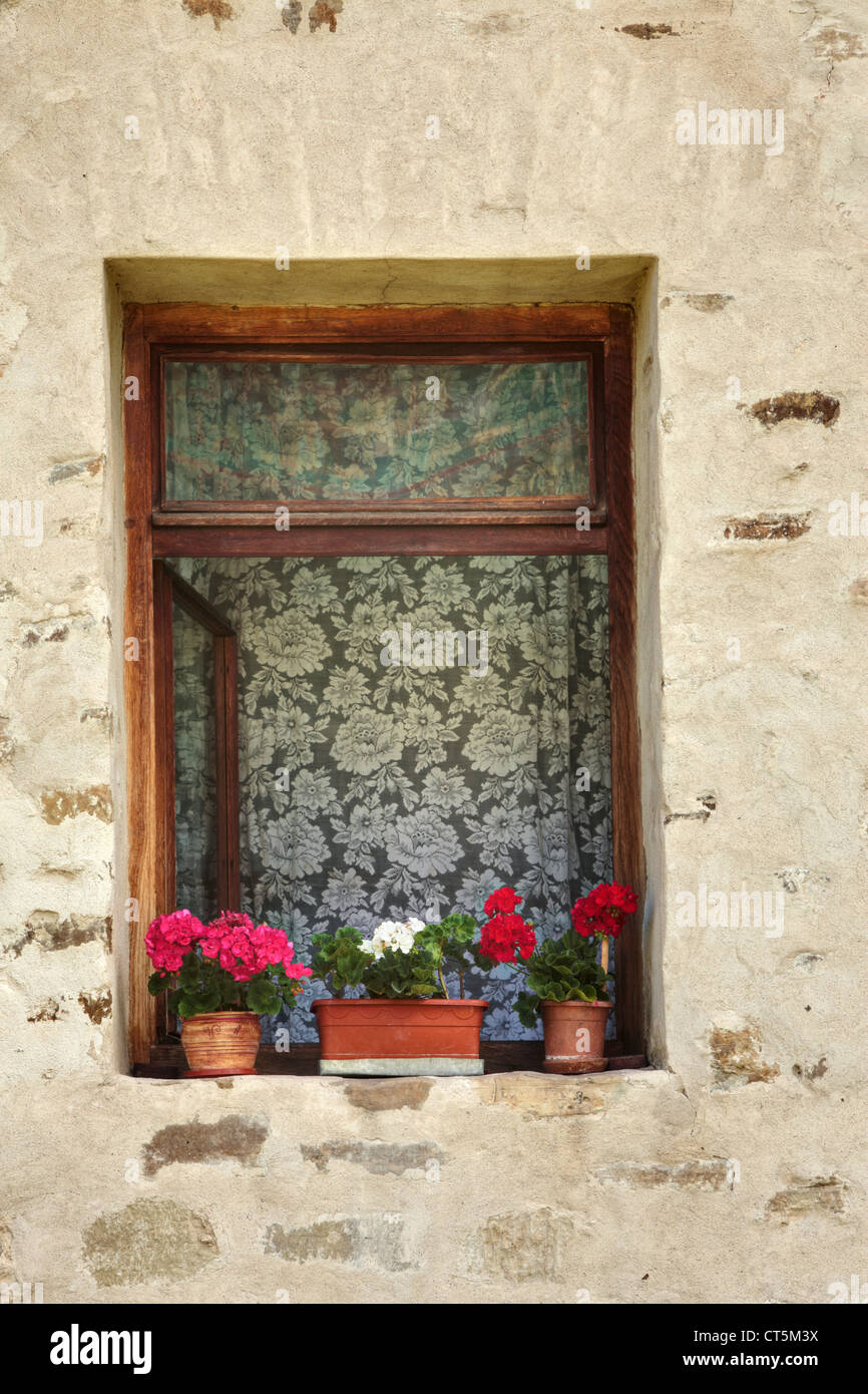 Picturesque window with flowers and lace curtains in an outbuilding on ...
