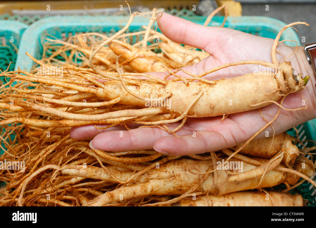 Ginseng panax ginseng roots hi-res stock photography and images - Alamy