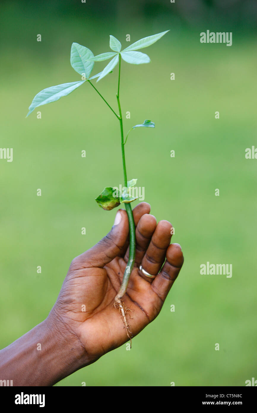 Plant growth hands africa hi-res stock photography and images - Alamy