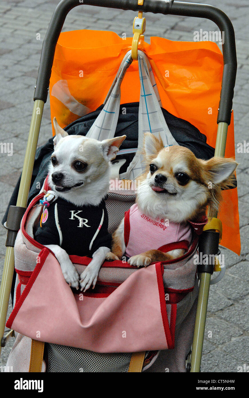Dog buggy japan hi-res stock photography and images - Alamy