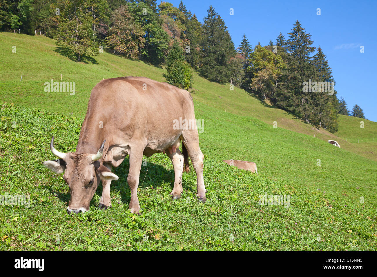 Swiss cow in the alps Stock Photo - Alamy