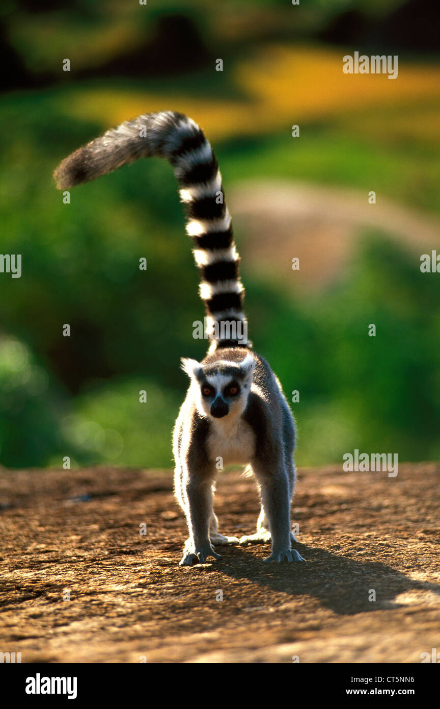 RING TAILED LEMUR Stock Photo - Alamy