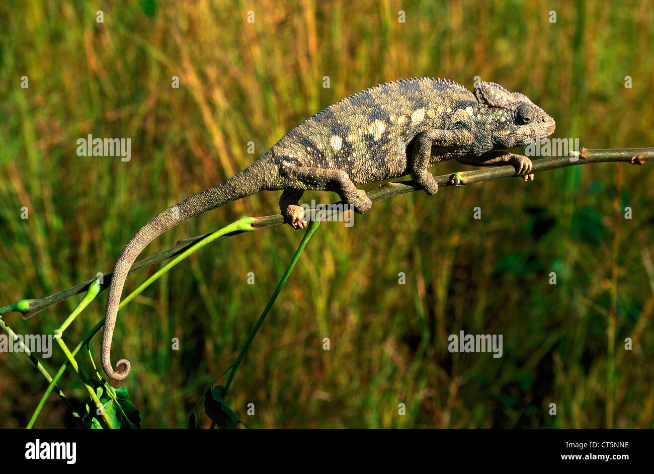 Chameleon 1 hi-res stock photography and images - Alamy