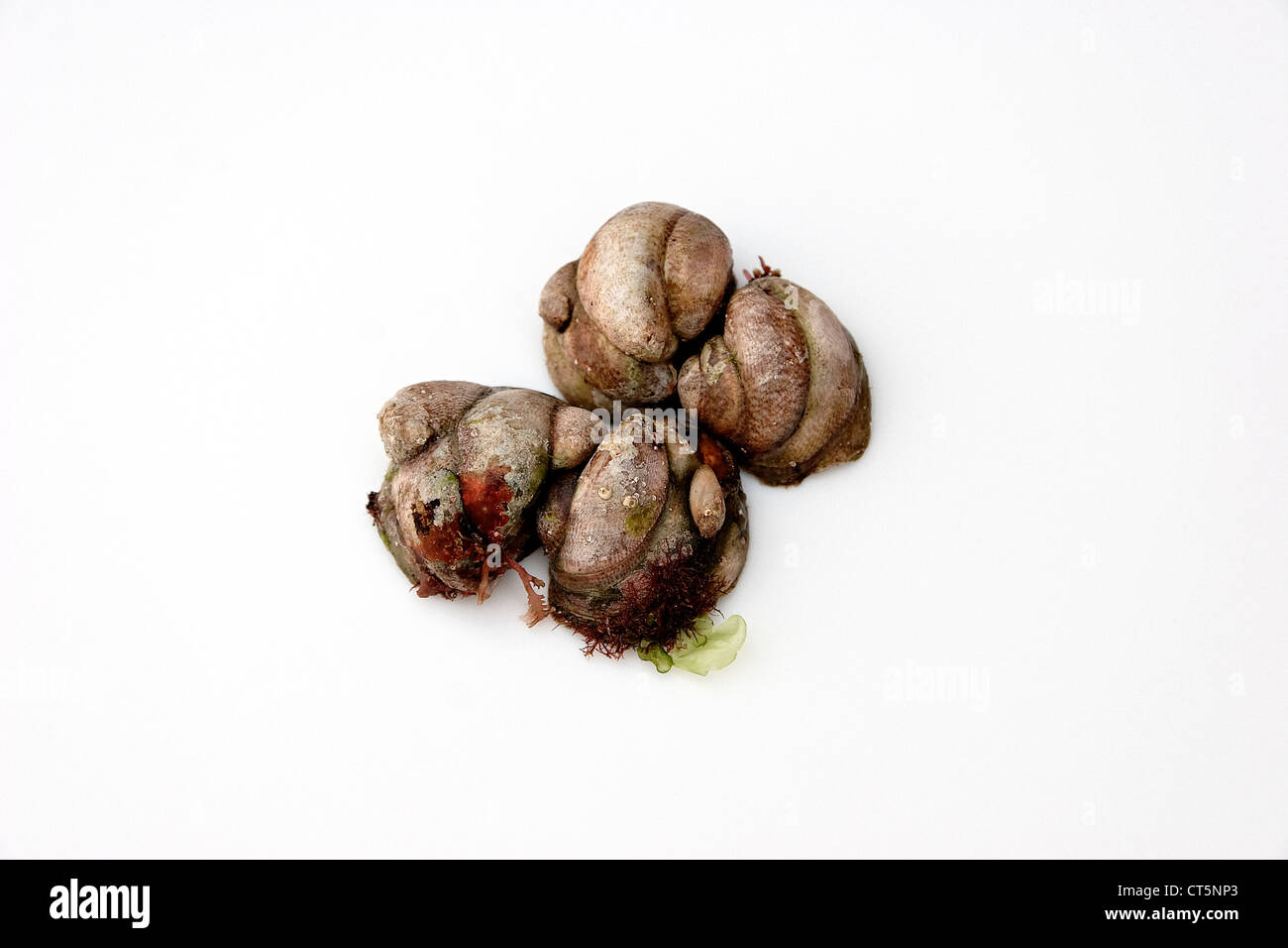 Slipper limpet (crepidula fornicata) hi-res stock photography and ...