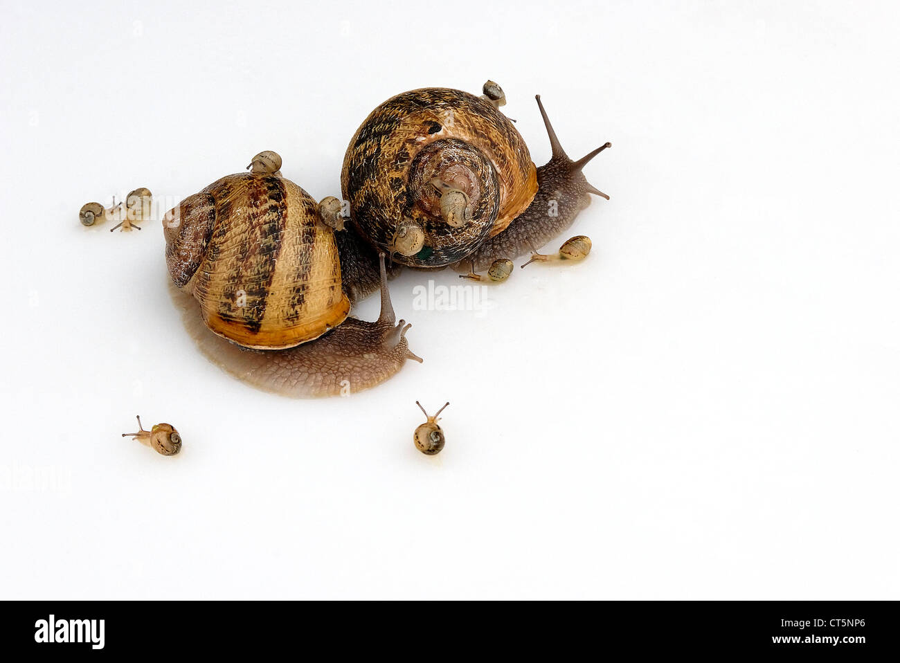 GROS GRIS SNAIL Stock Photo - Alamy
