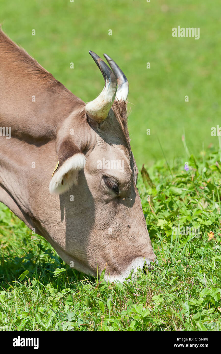 Swiss cow in the alps Stock Photo - Alamy