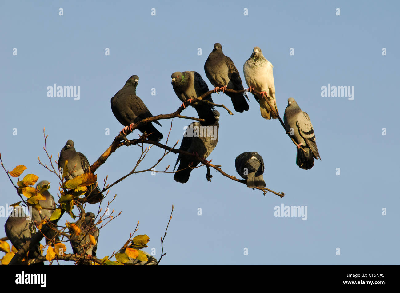 A communal roost of feral pigeons (Columba livia) in a beech tree in ...