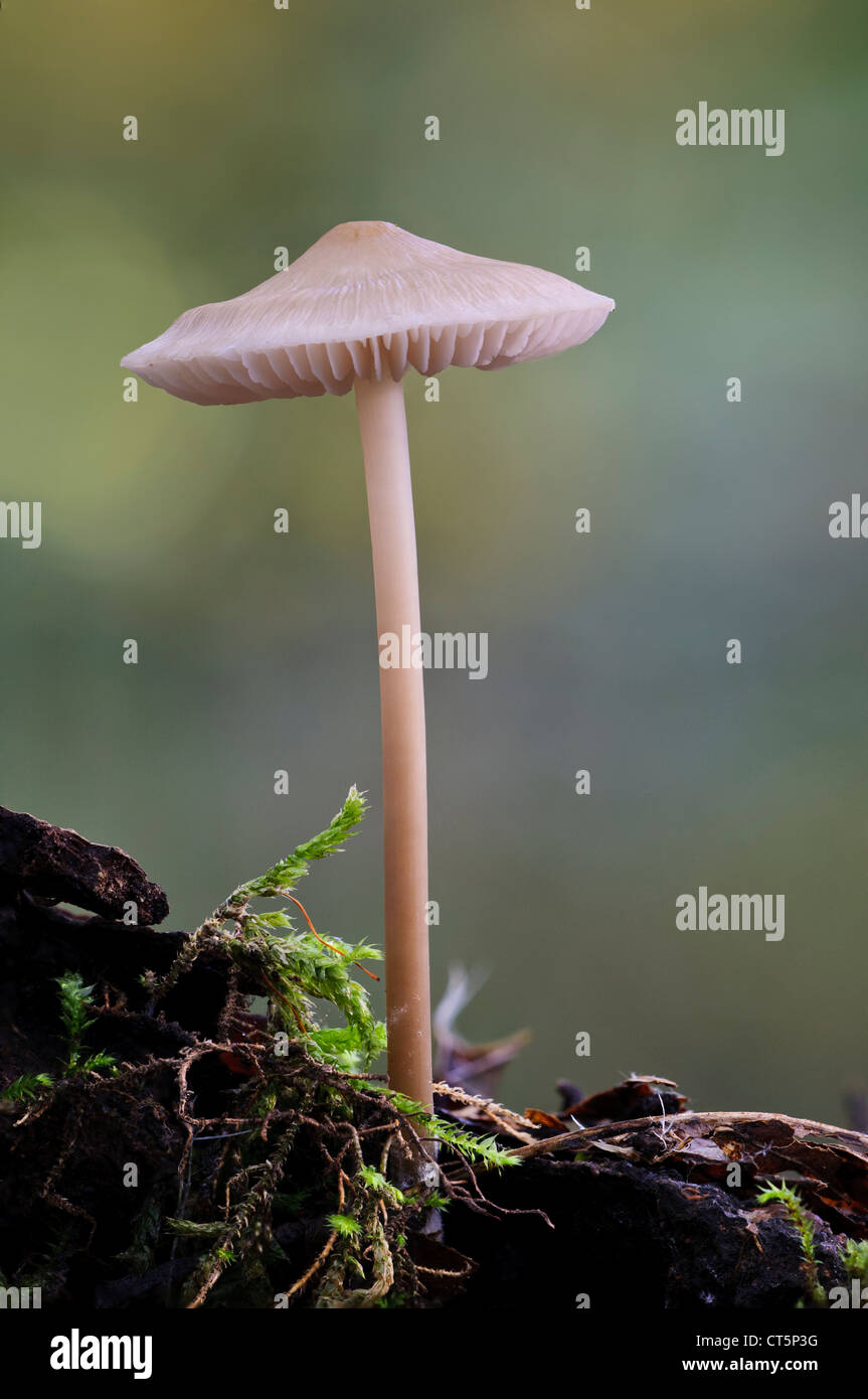 A lilac bonnet mushroom (Mycena pura) growing in Bostall Woods, London ...