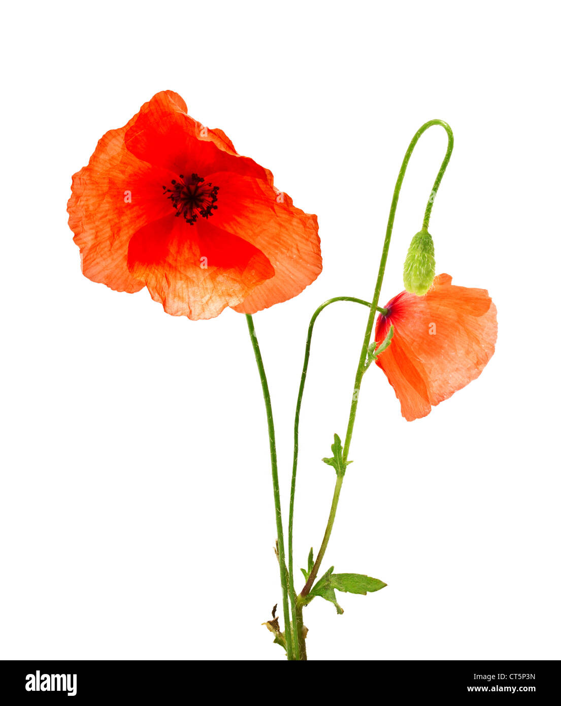 Poppy flowers on a white background Stock Photo - Alamy