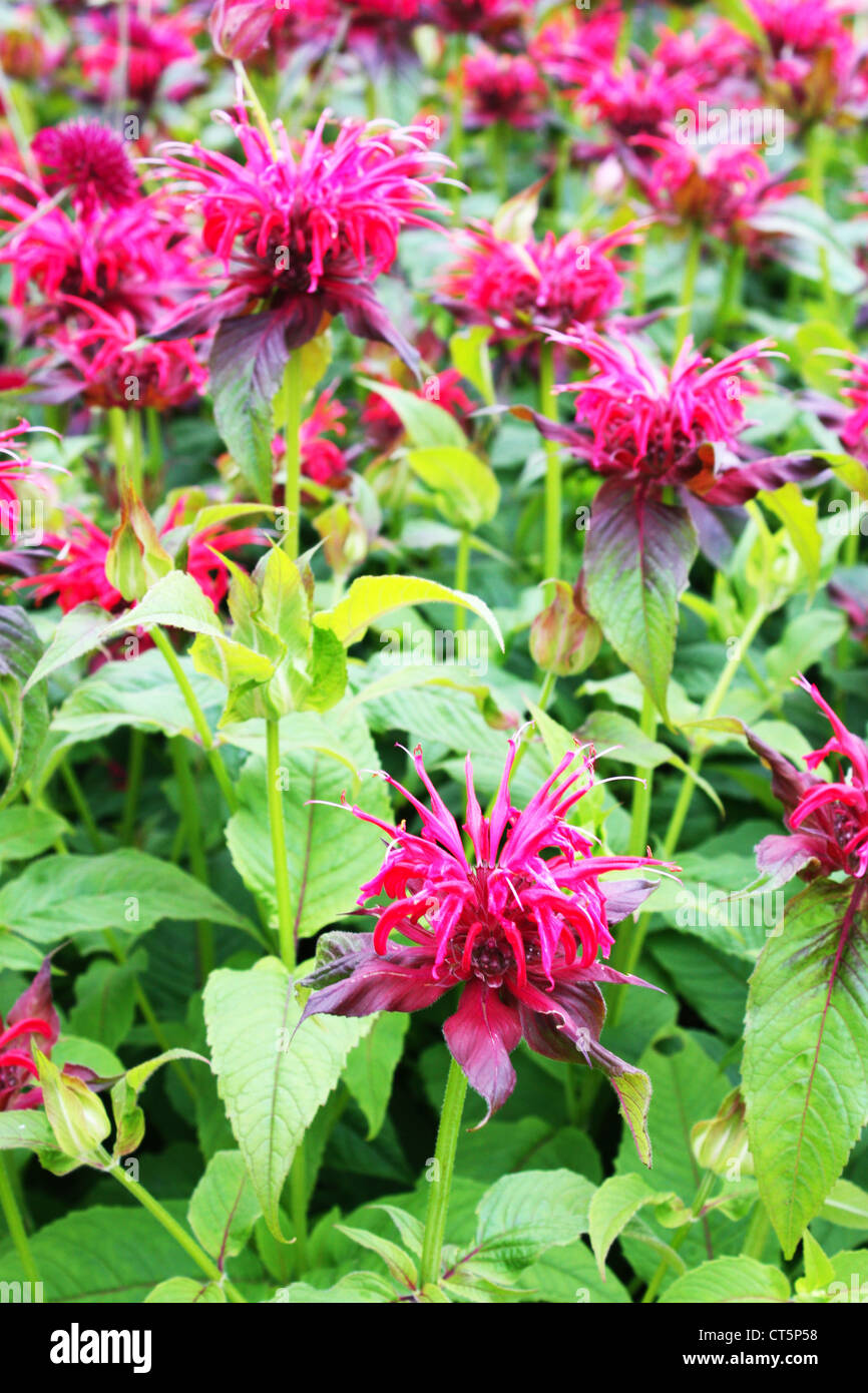 Fresh colorful flowering plants in garden Stock Photo - Alamy