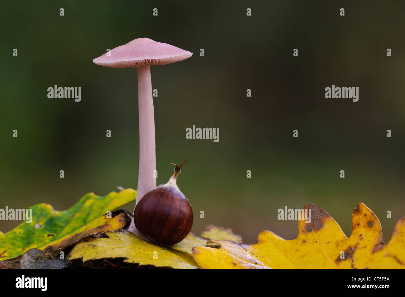 A lilac bonnet (Mycena pura) growing amidst Autumn leaves, with a beech ...
