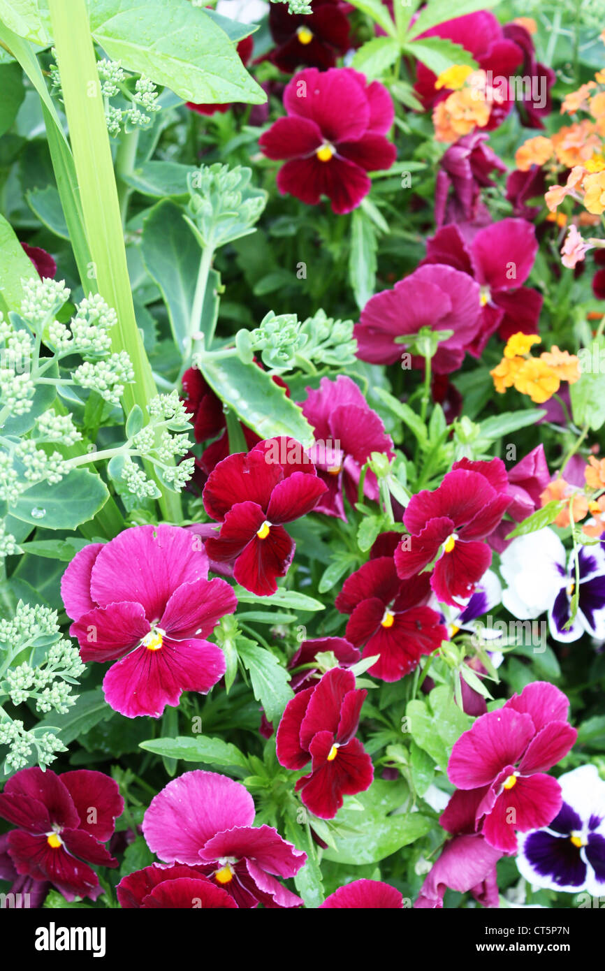 Fresh colorful flowering plants in garden Stock Photo - Alamy