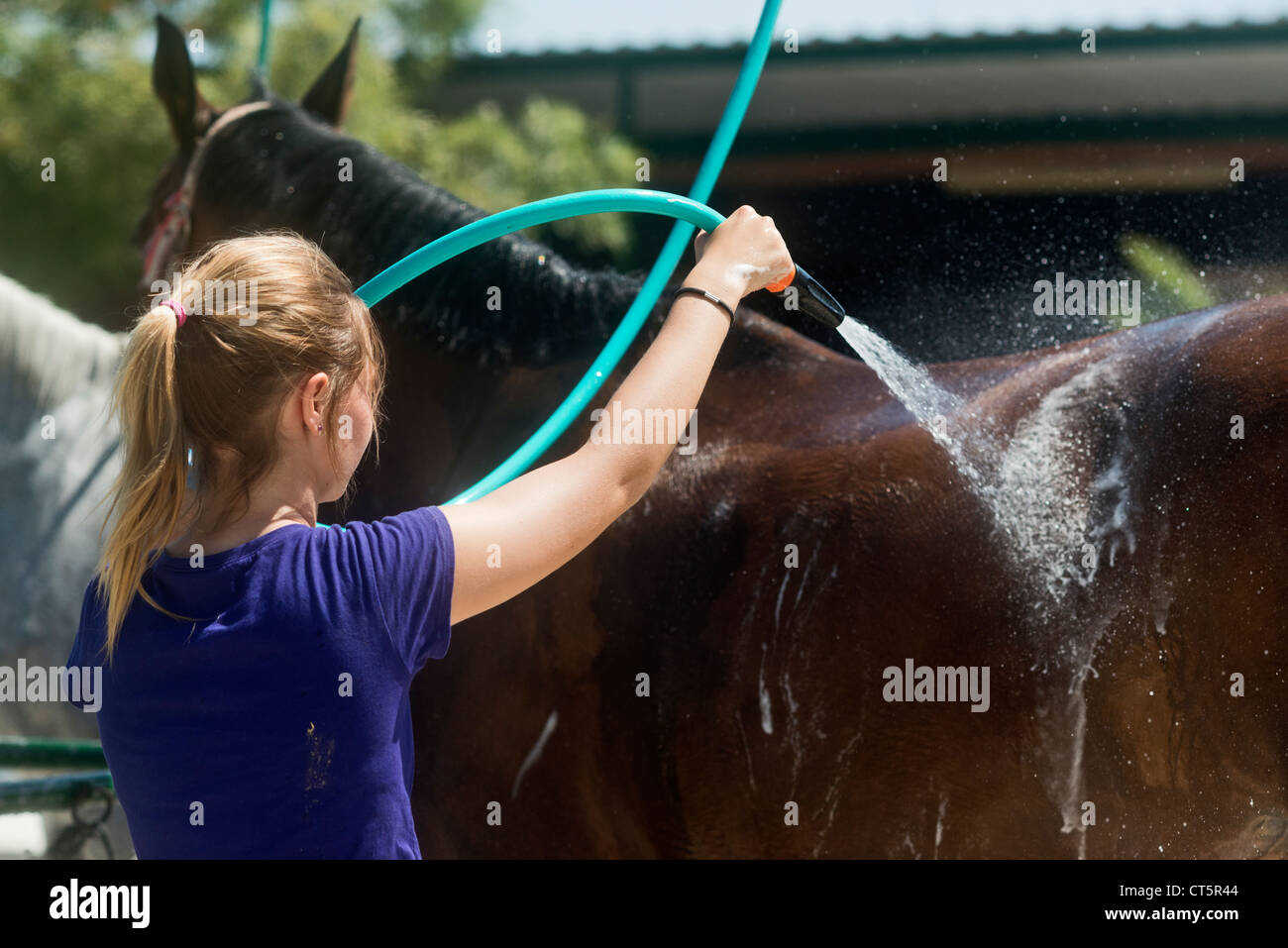 Girl washing horse High Resolution Stock Photography and Images - Alamy