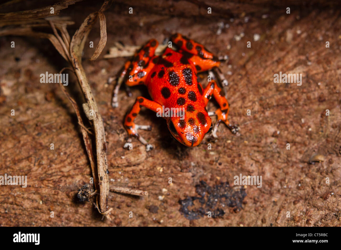 Strawberry or Red Poison-dart frog (Oophaga pumilio formerly ...