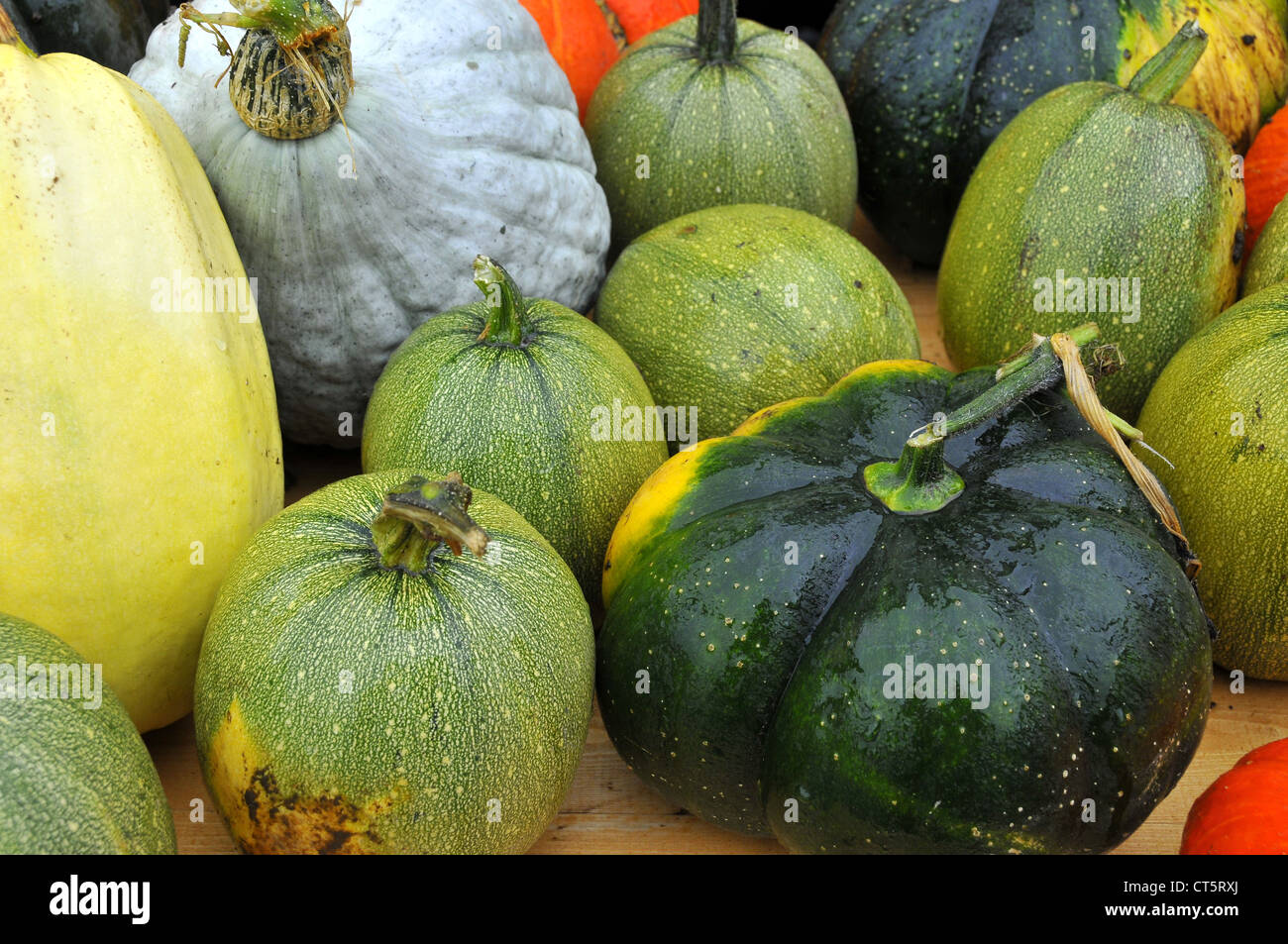Round Marrows Stock Photos & Round Marrows Stock Images - Alamy