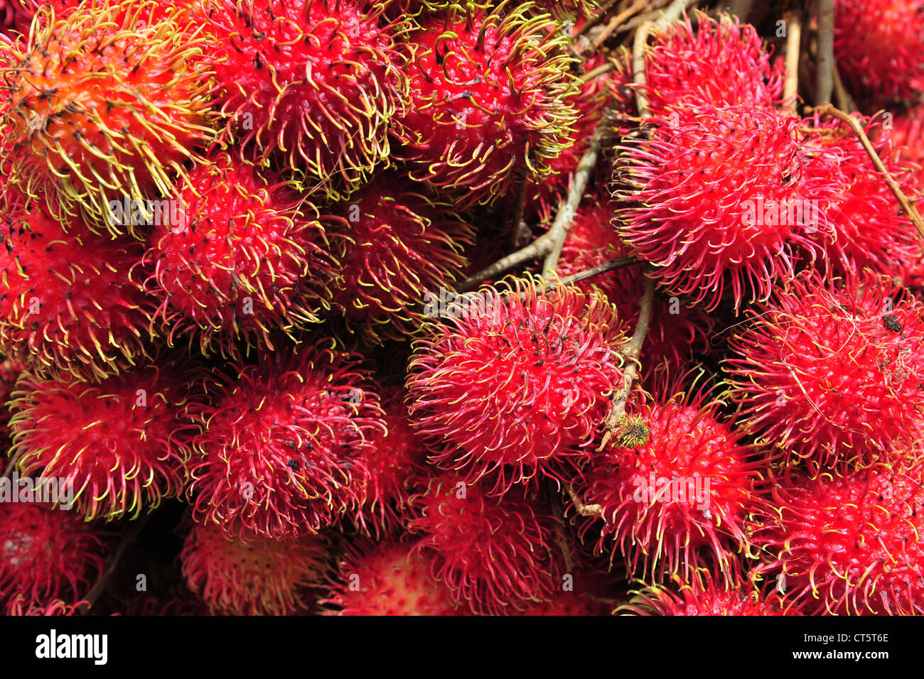 Dicotyledons fruit hi-res stock photography and images - Alamy