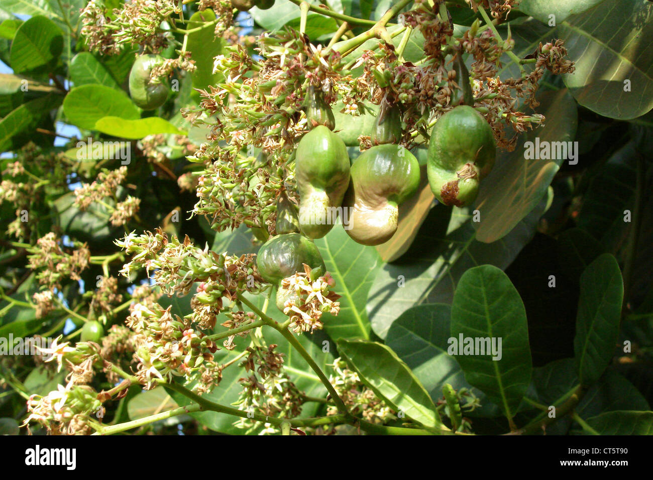 Tree fruits cashew nuts hi-res stock photography and images - Alamy