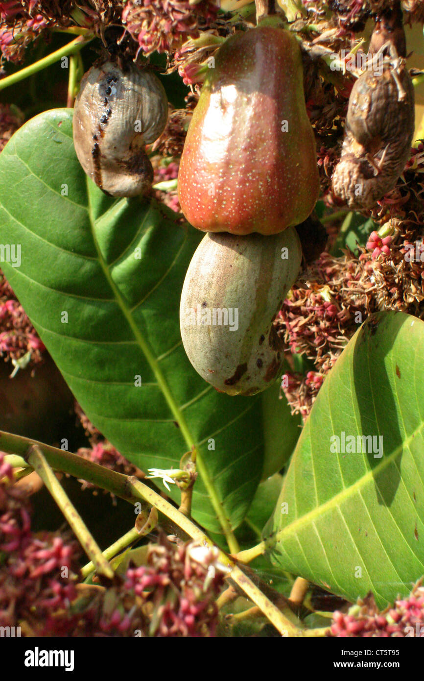 Cashew nut trees hi-res stock photography and images - Alamy