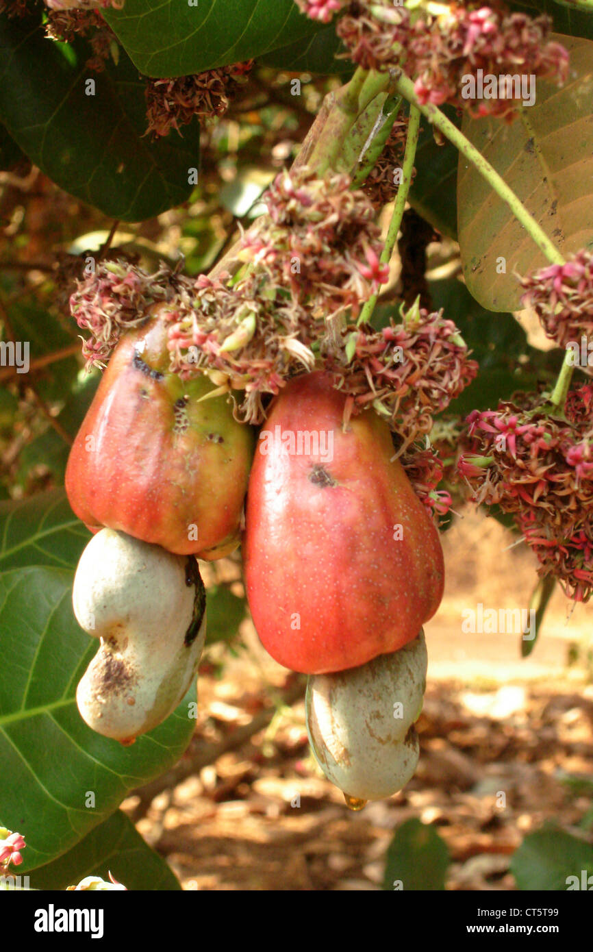Cashew trees hi-res stock photography and images - Alamy