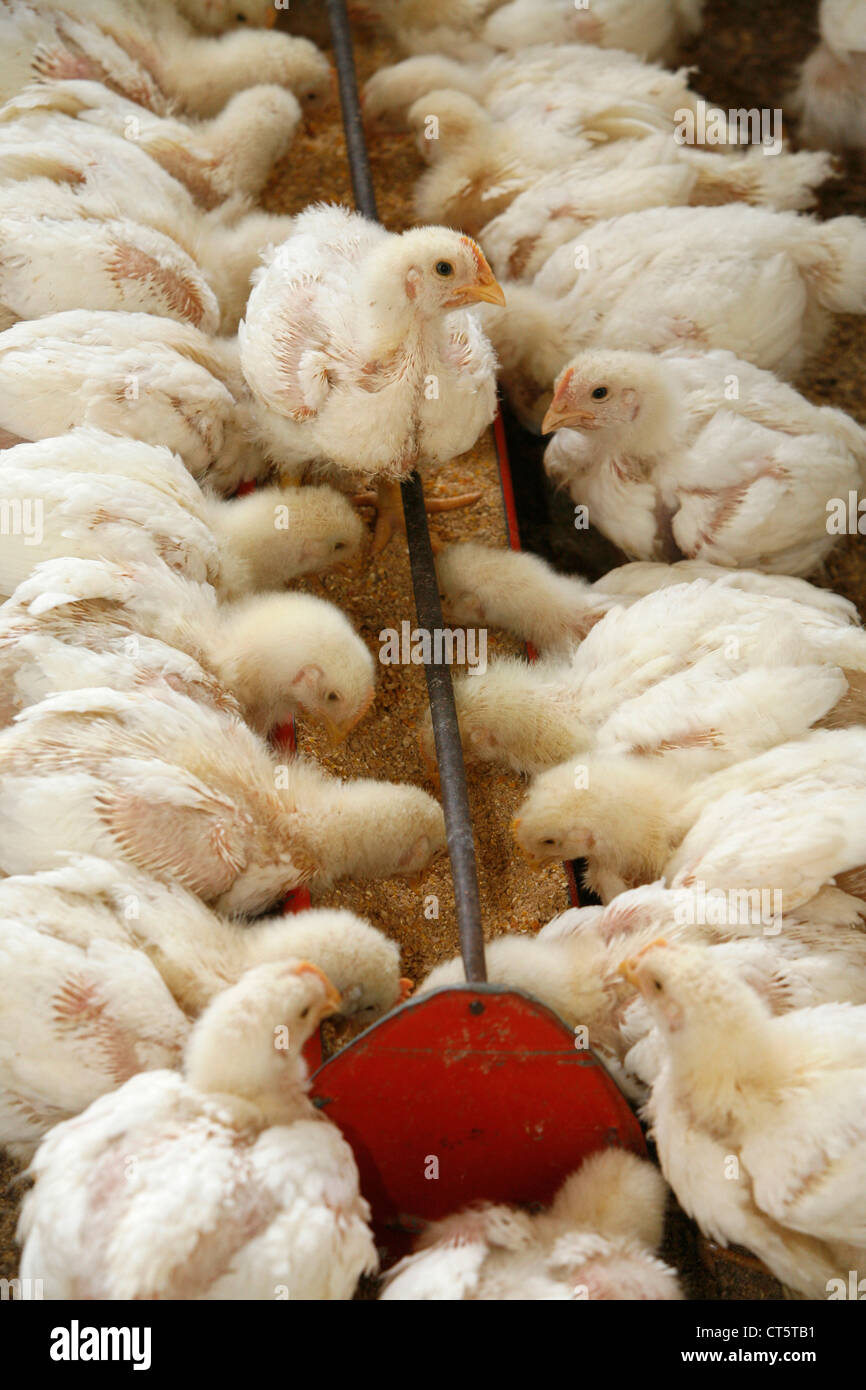 Aves poultry hi-res stock photography and images - Alamy
