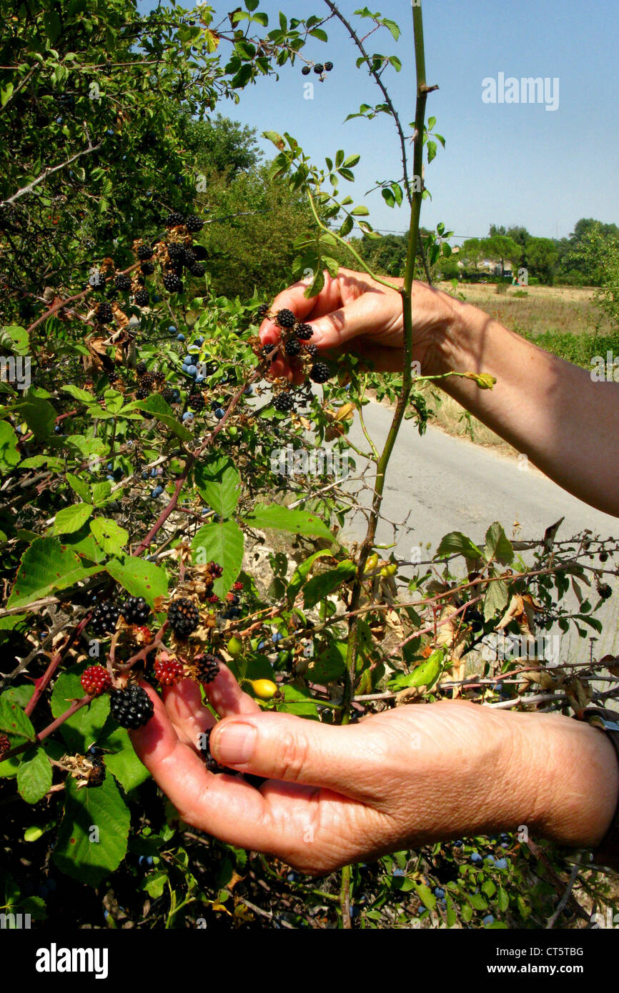 Mulberry bramble hi-res stock photography and images - Alamy