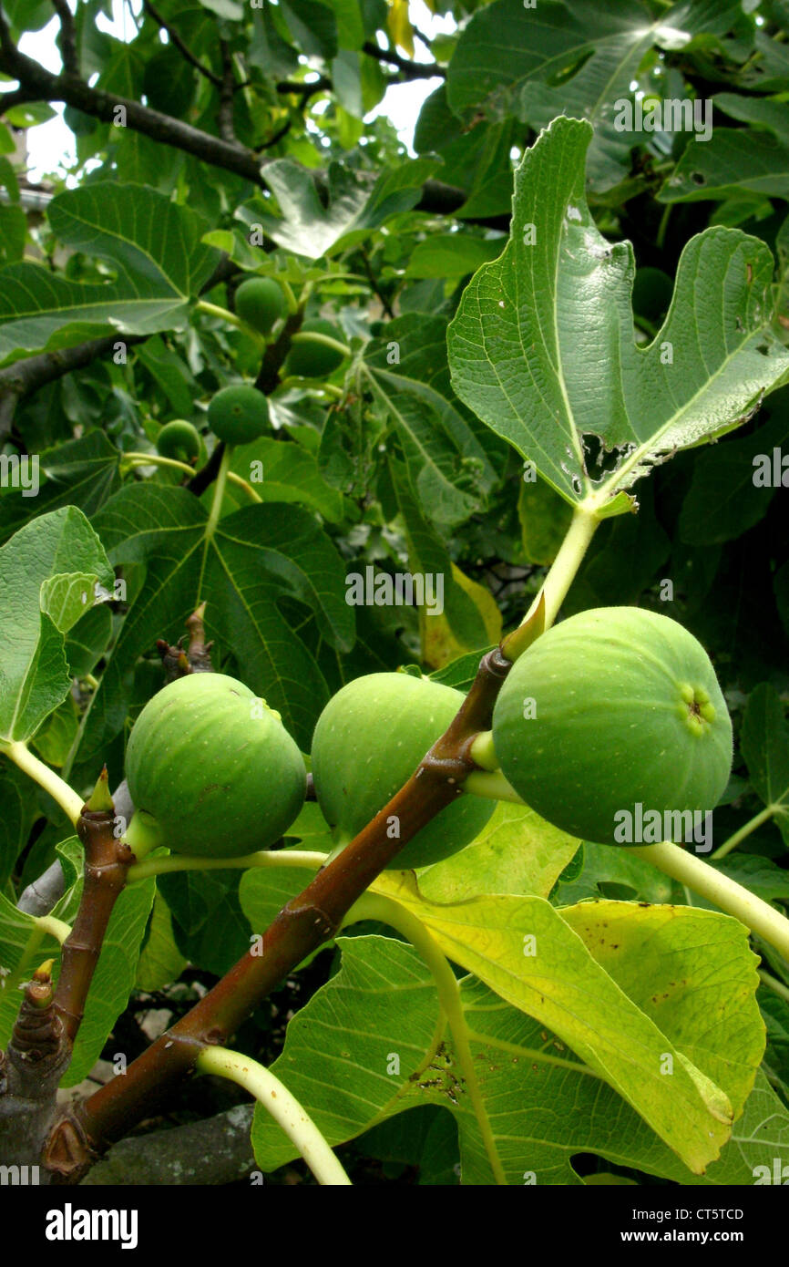 Fig tree ficus sp hi-res stock photography and images - Alamy