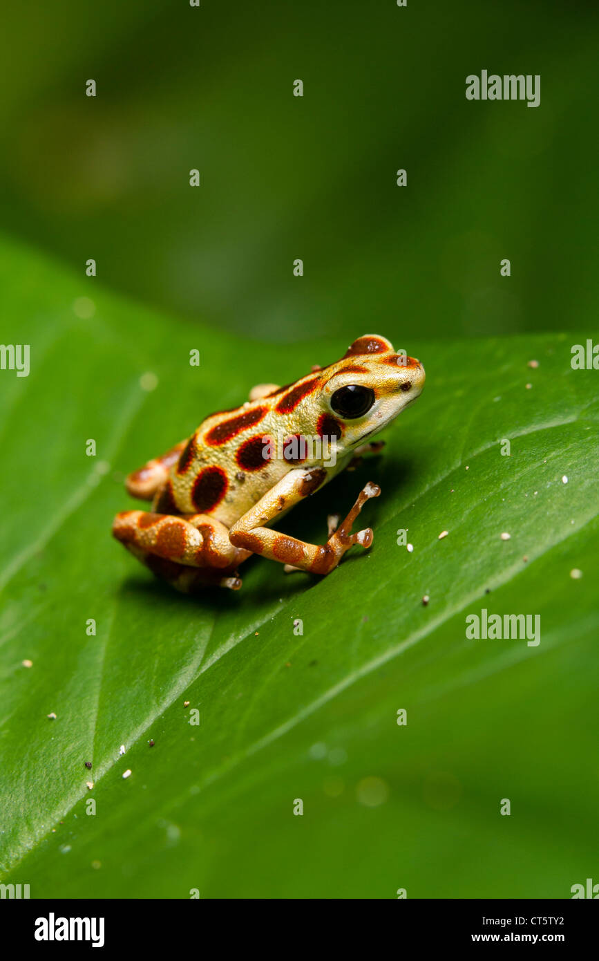 Yellow Bastimentos Poison-dart frog (Oophaga pumilio formerly ...