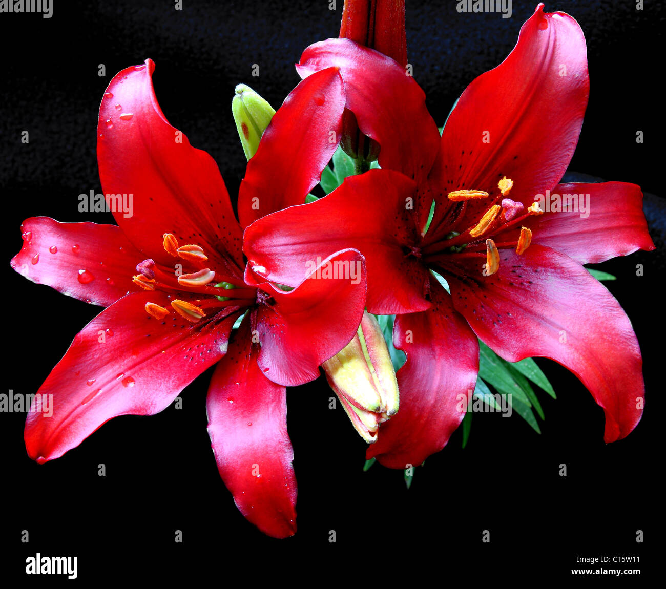 Hardy water lily hi-res stock photography and images - Alamy