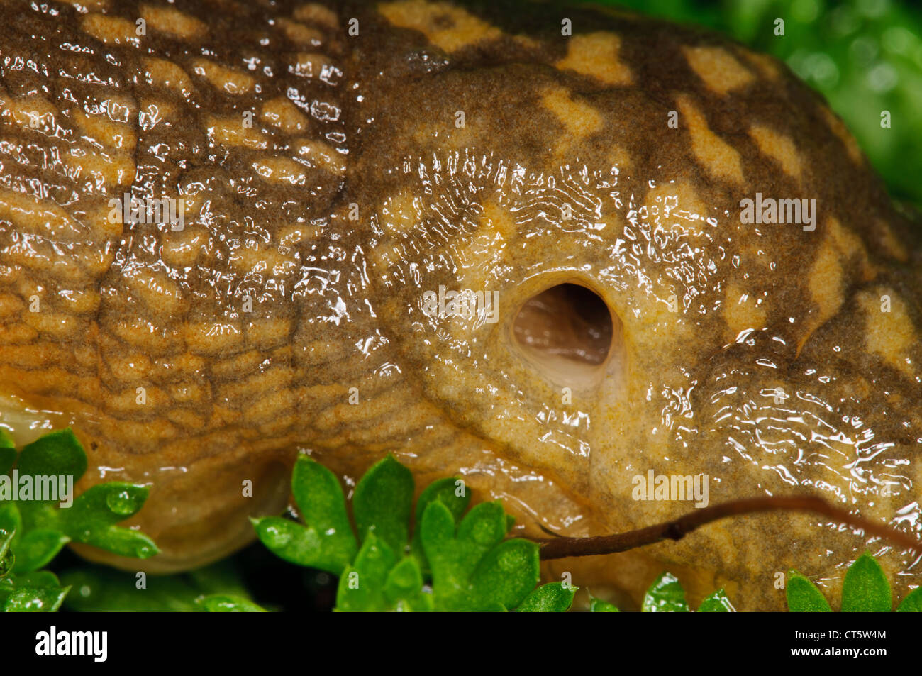 Slug pneumostome hi-res stock photography and images - Alamy
