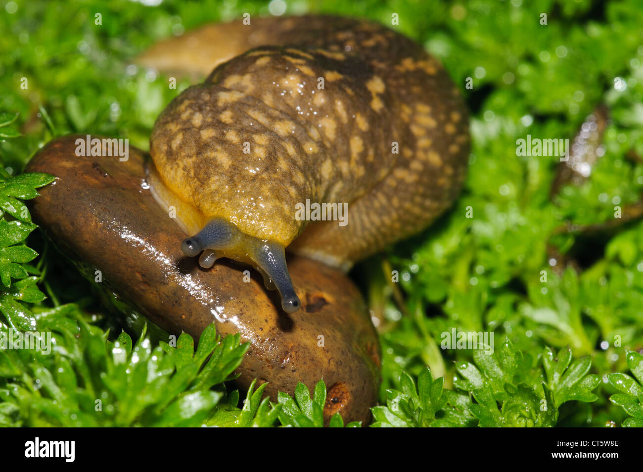 Yellow slug limax hi-res stock photography and images - Alamy