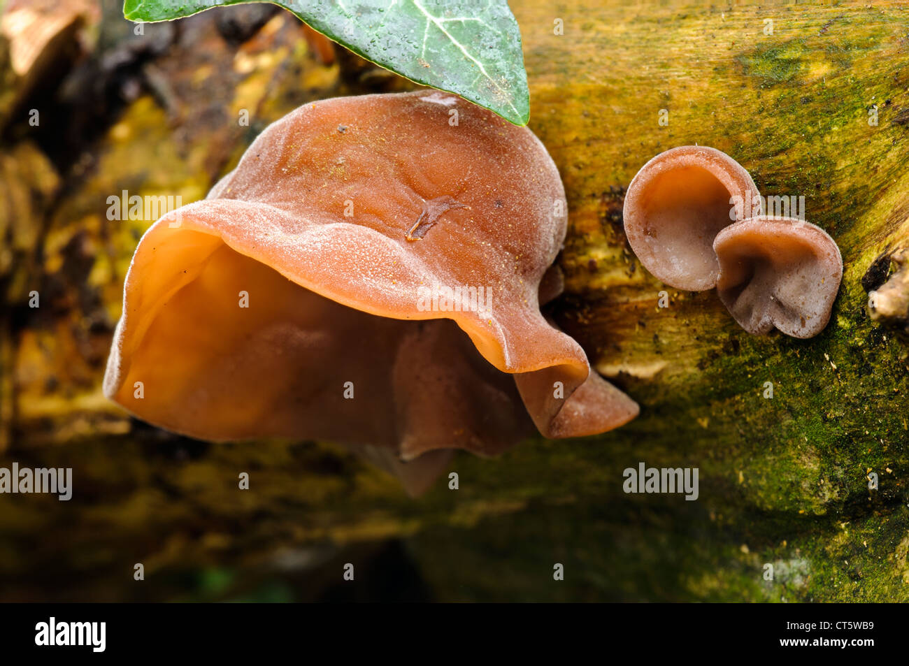 Jew's Ear, aka jelly ear, fungus (Auricularia auricula-judae) growing ...