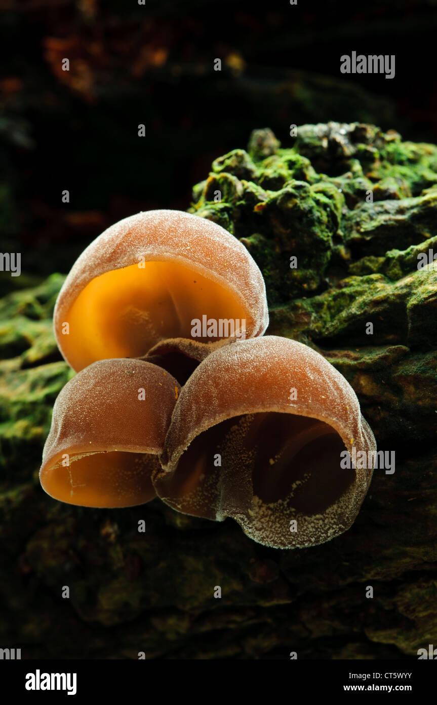 Jew's Ear, aka jelly ear, fungus (Auricularia auricula-judae) growing ...