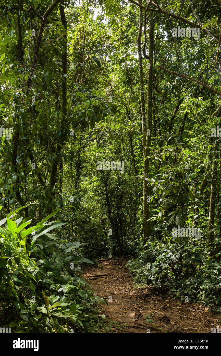 Jungle pathway hi-res stock photography and images - Alamy
