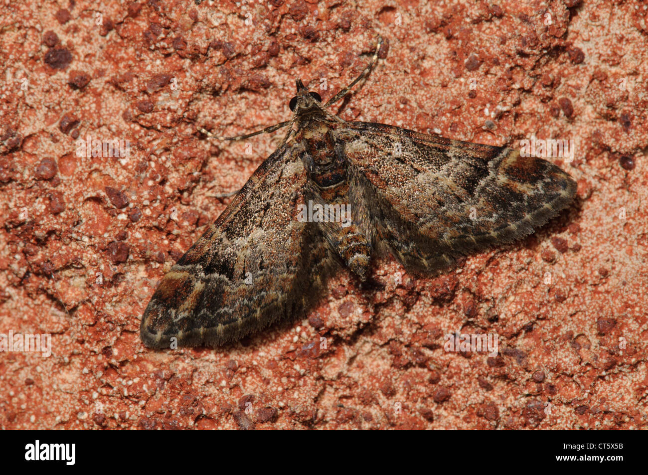 Gymnoscelis rufifasciata hi-res stock photography and images - Alamy