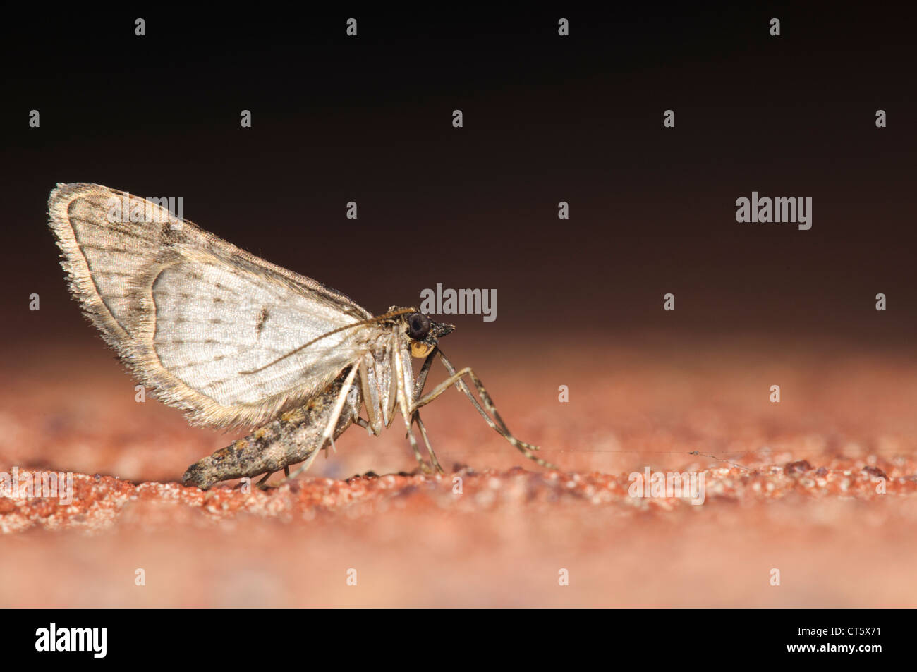 A newly emerged double-striped pug (Gymnoscelis rufifasciata) perched ...