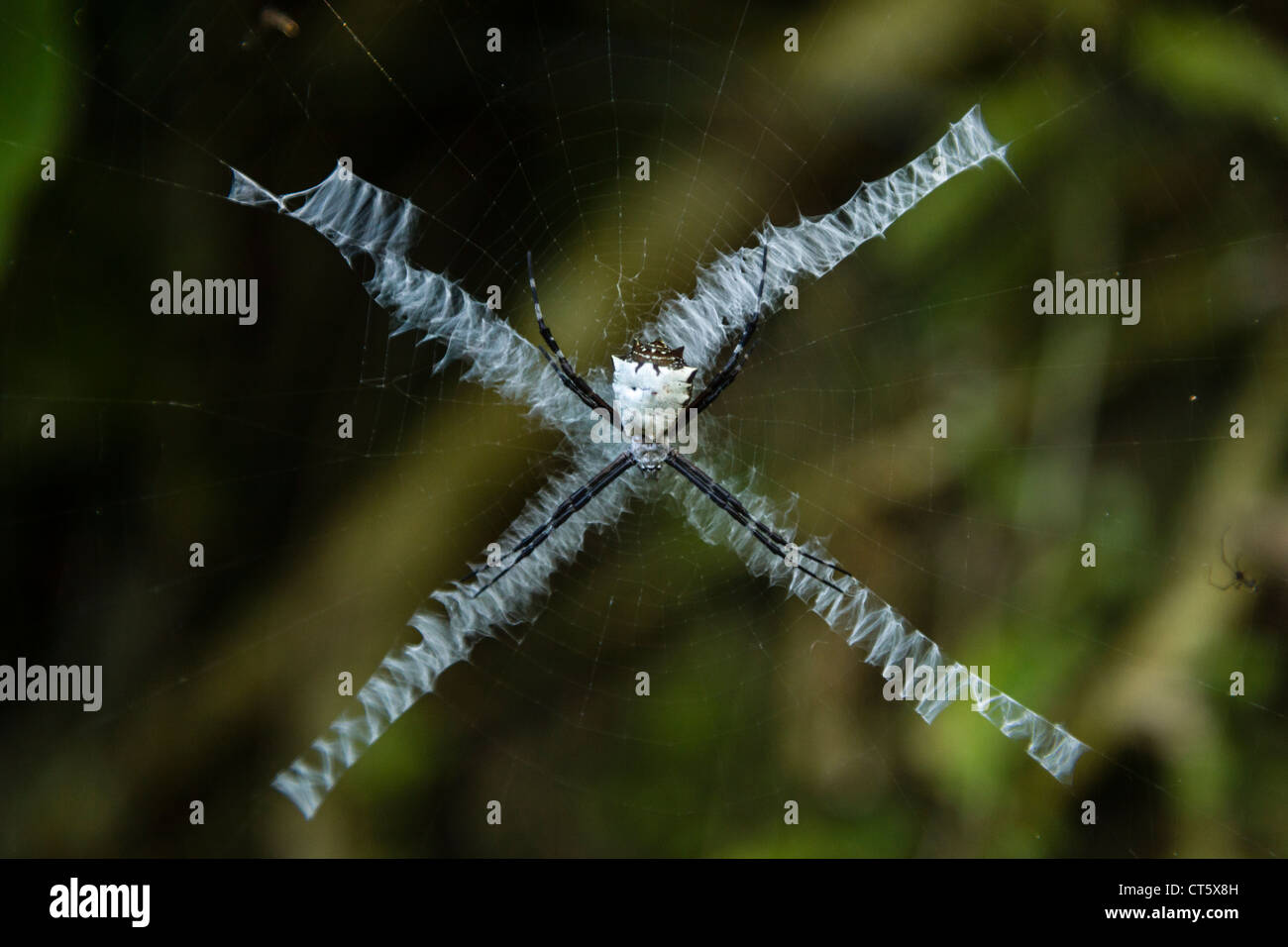 Orb-weaving spider (Argiope savignyi) Isla Bastimentos, Bocas del Toro ...