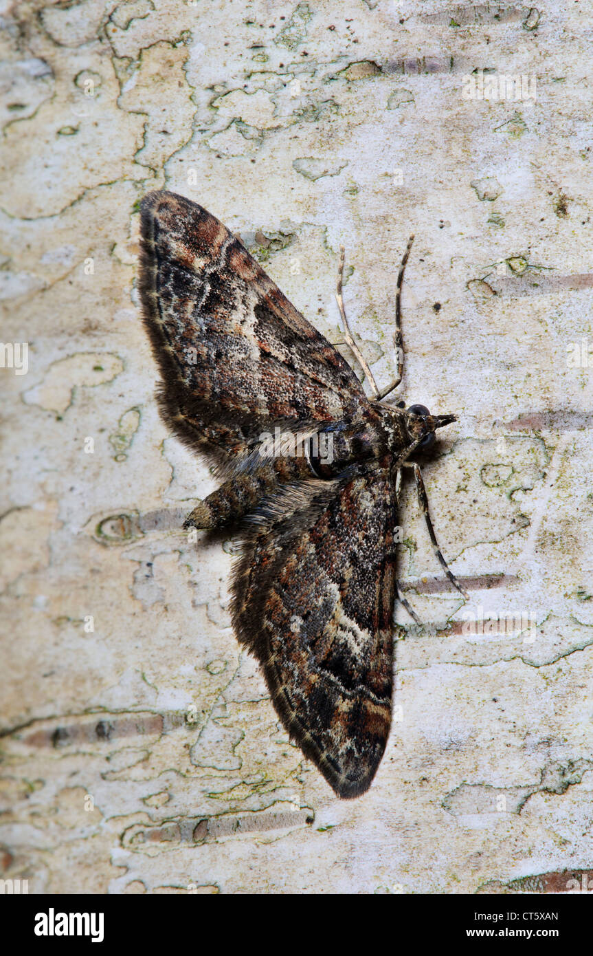 A newly emerged double-striped pug (Gymnoscelis rufifasciata) alighted ...