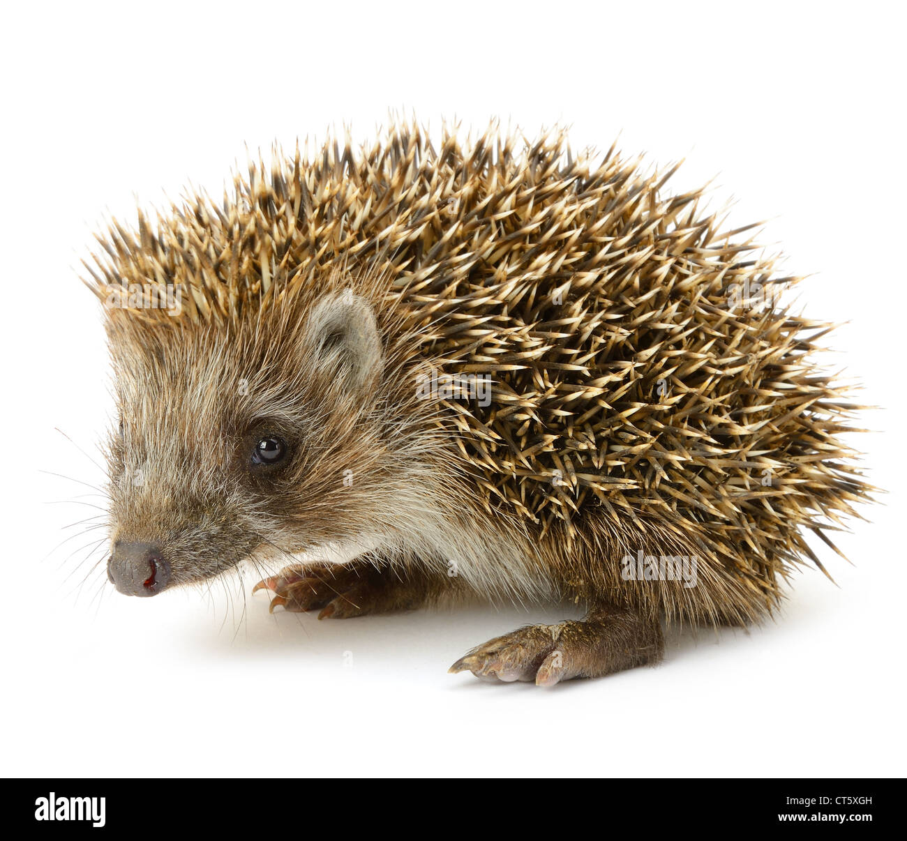 Standing hedgehog Cut Out Stock Images & Pictures - Alamy