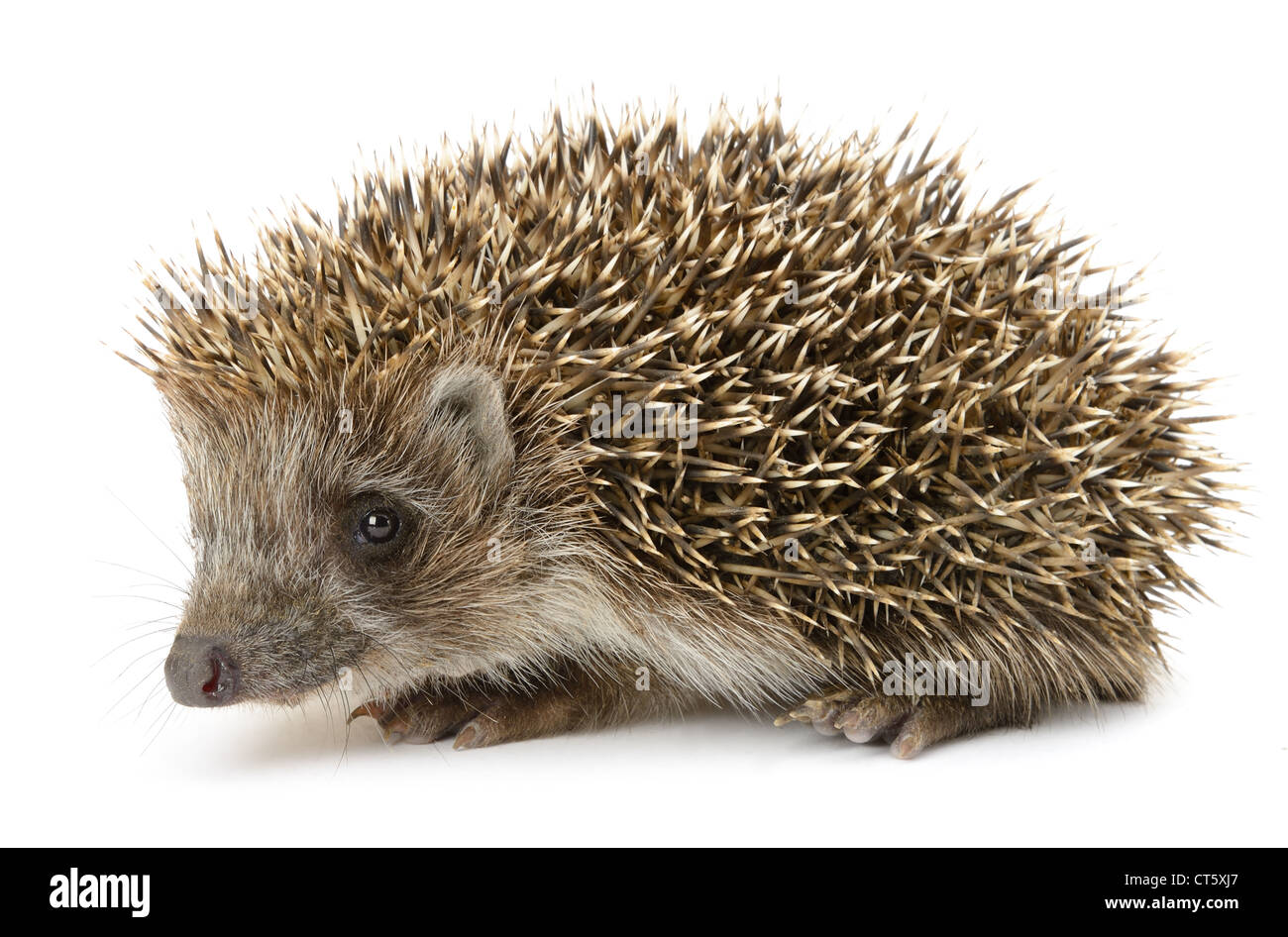 Hedgehog isolated hi-res stock photography and images - Alamy