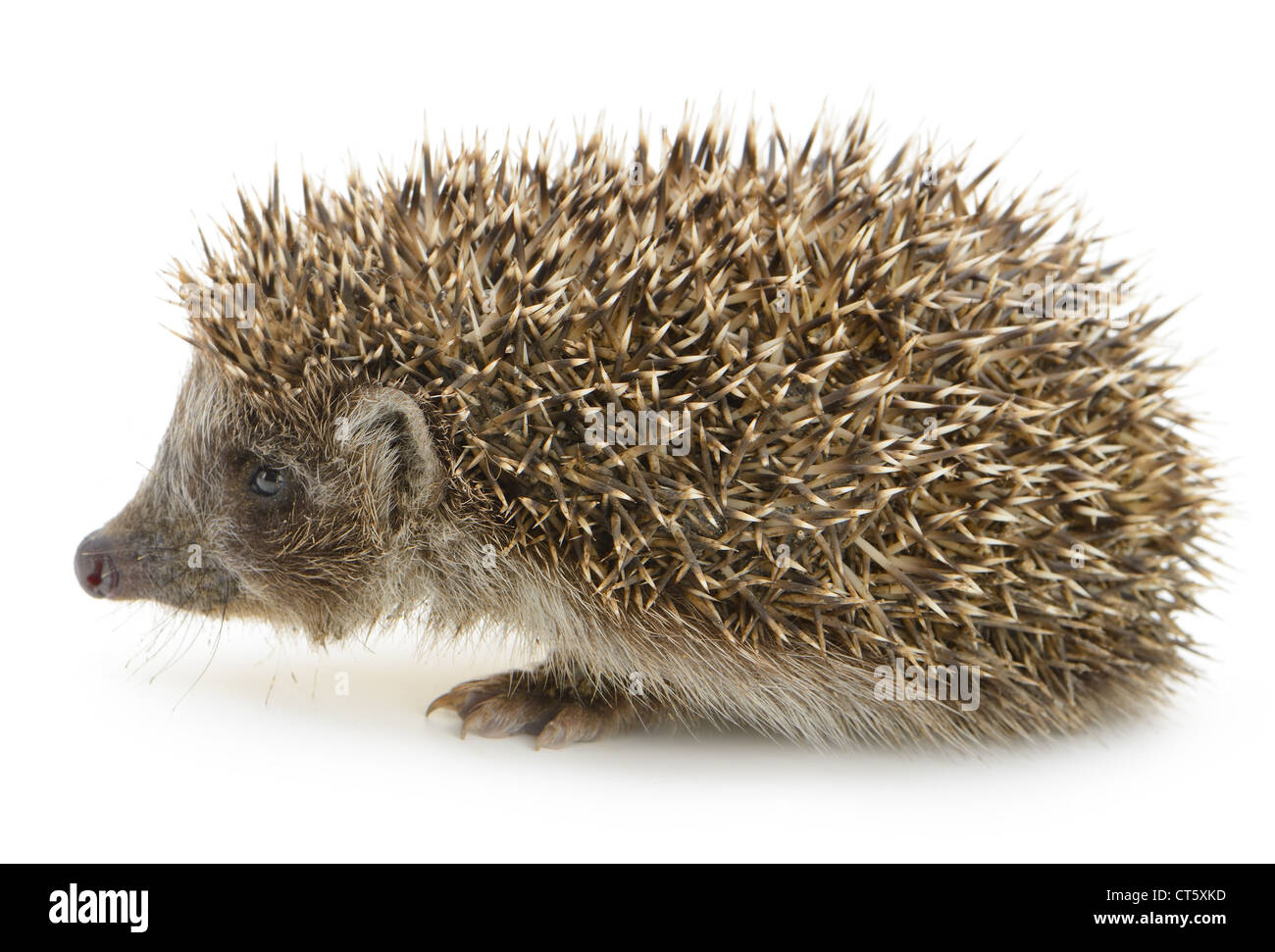 hedgehog isolated. Small mammal with spiny hairs on its back and sides ...