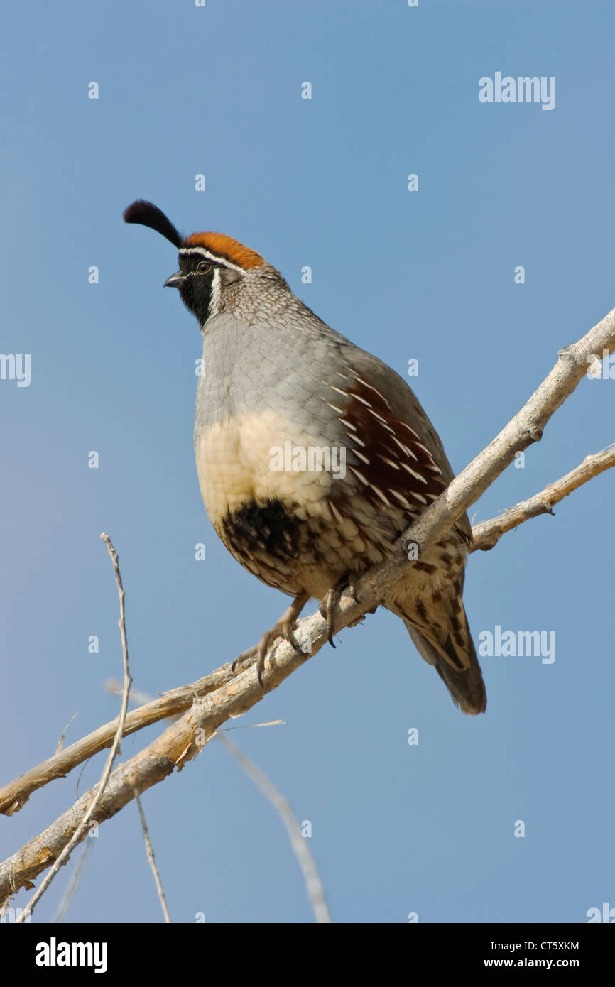 Gambels quail male perched hi-res stock photography and images - Alamy