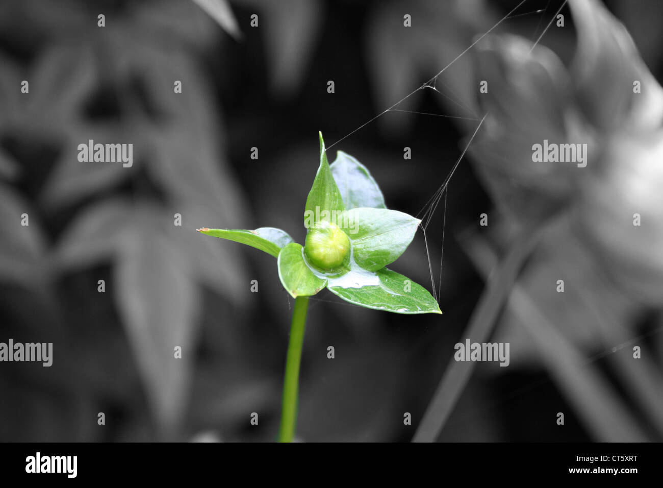Garden Plant with cobweb Stock Photo - Alamy
