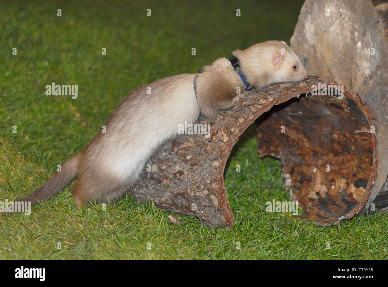 Ferret collar hi-res stock photography and images - Alamy