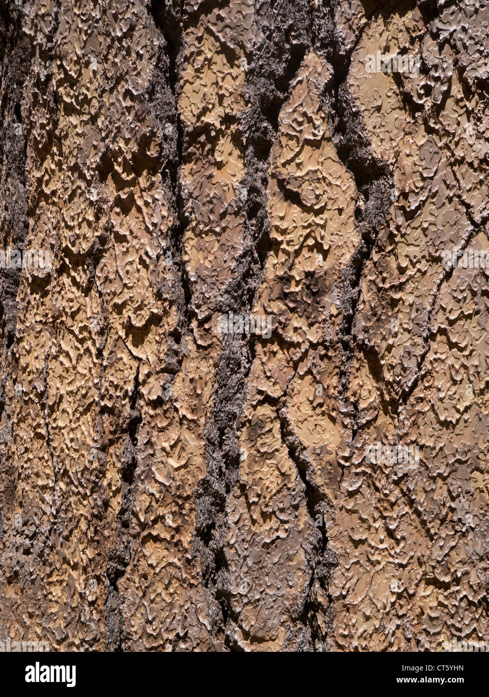 Pinus lambertiana sugar pine tree hi-res stock photography and images ...